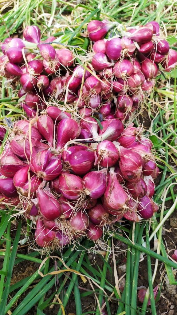 Pertanian Semi Organik Bawang Merah Tingkatkan Pendapatan Petani ...