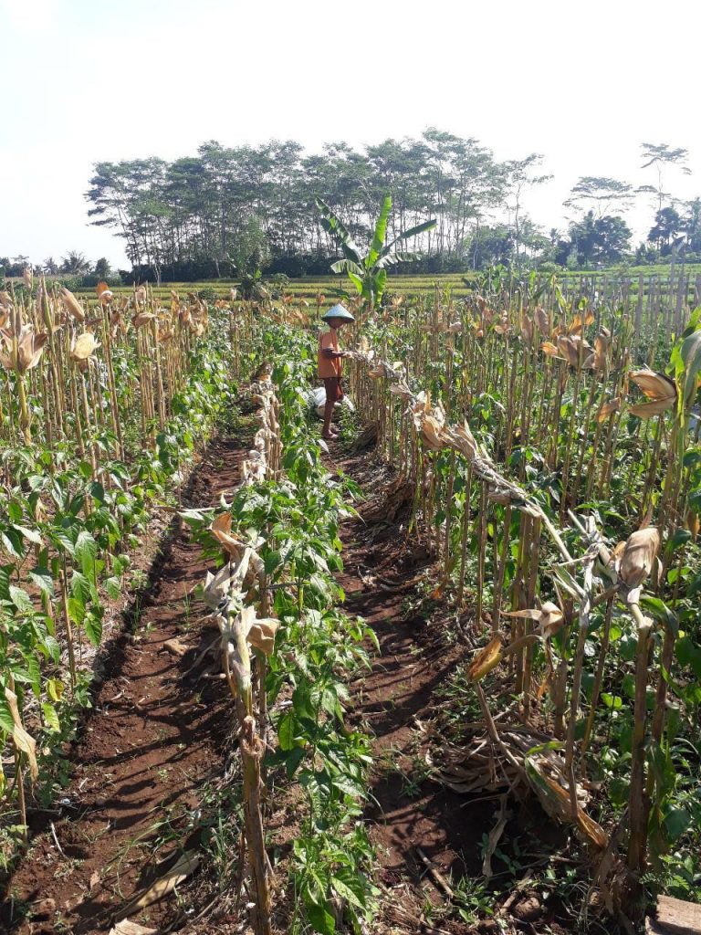 Pola Tanam Tumpang Sari Untungkan Petani - AgroIndonesia